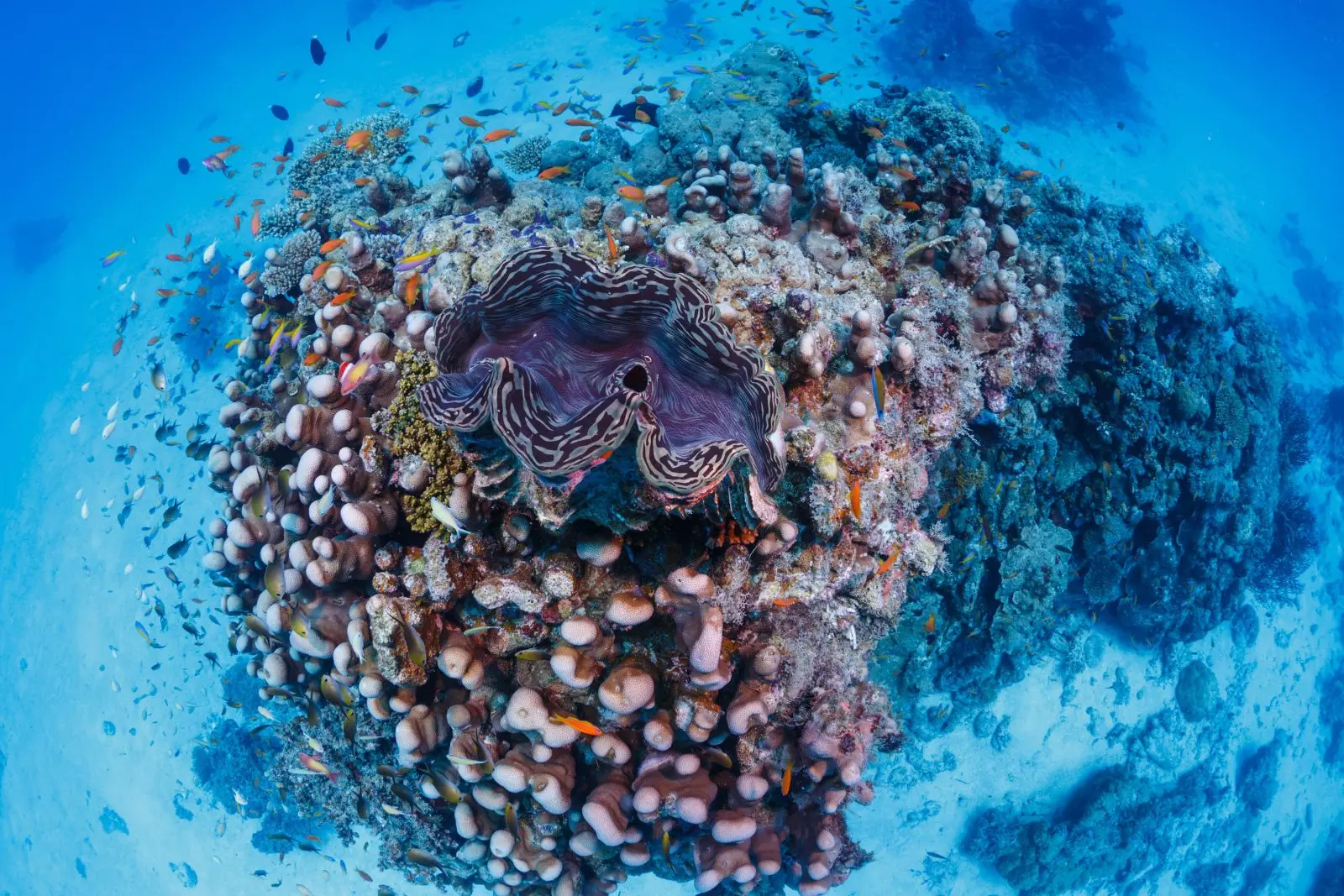 NEW MISSION BLUE HOPE SPOT DESIGNATED IN LAAMU ATOLL, MALDIVES ...