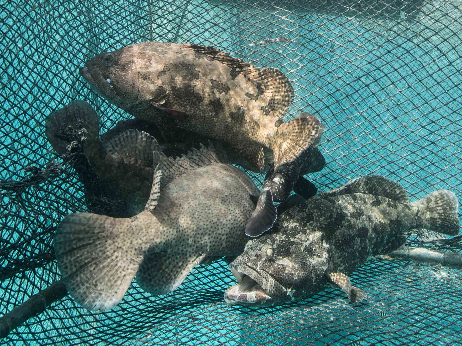 Grouper Fisheries Management - Maldives Resilient Reefs