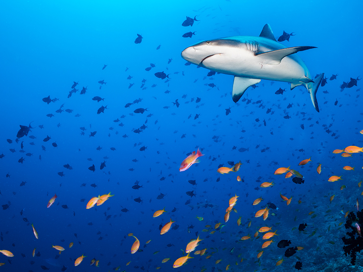 #SaveOurSharks - Maldives Resilient Reefs