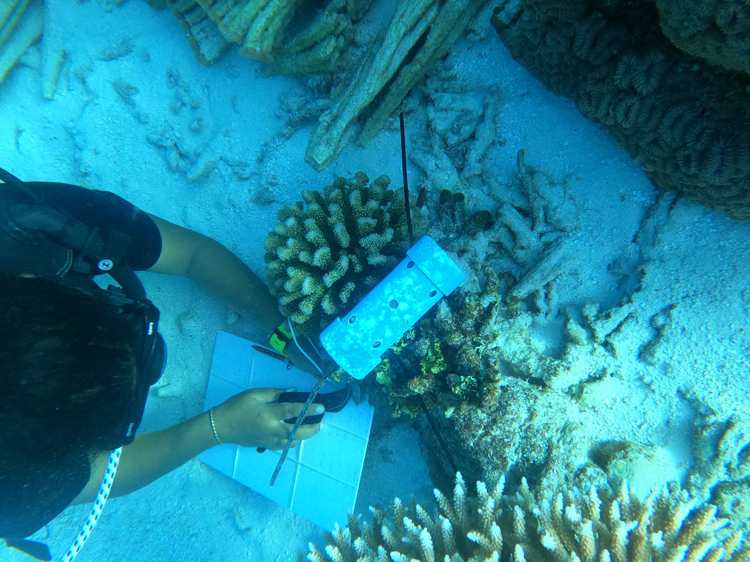 South Asian Nitrogen Hub - Maldives Resilient Reefs
