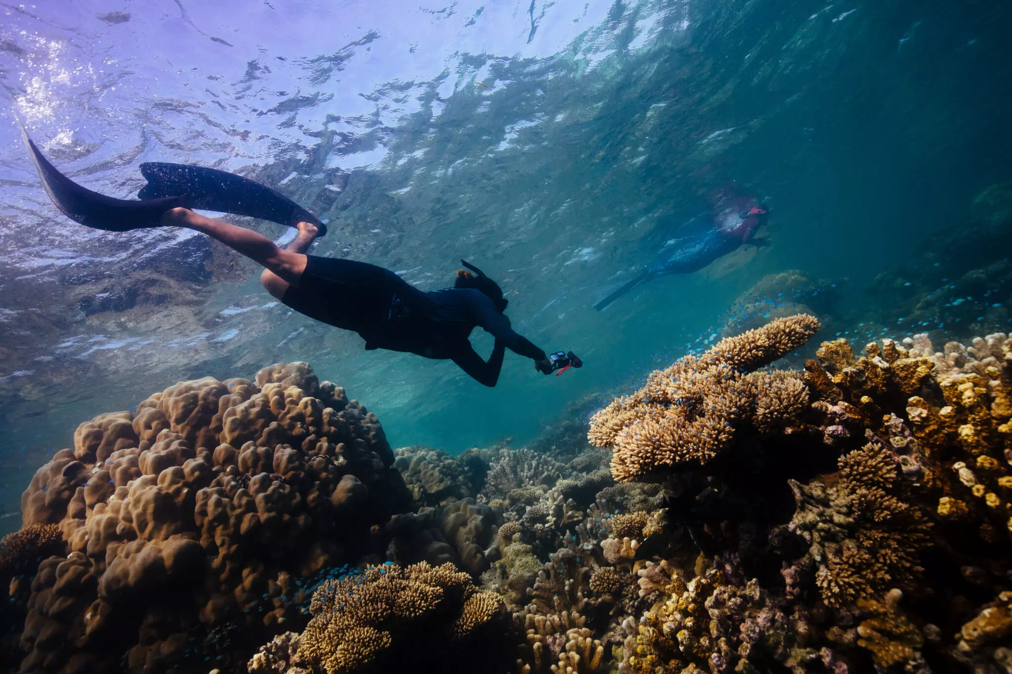 TOURISM – THE CAUSE OF OR SOLUTION TO OVERFISHING OF REEF FISH IN THE ...